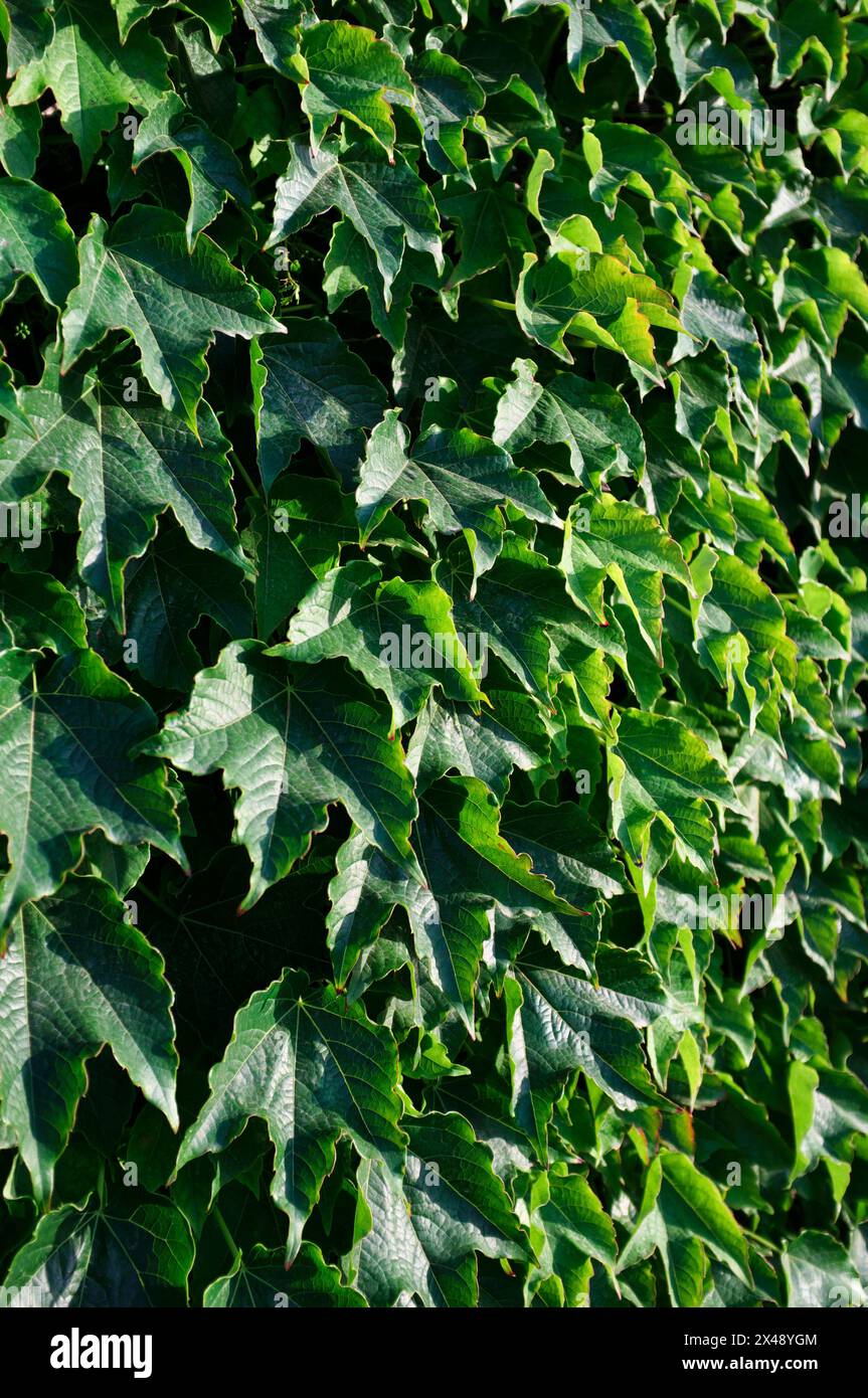 Italy, Sicily, ivy plant (Hedera) on a garden's wall Stock Photo - Alamy