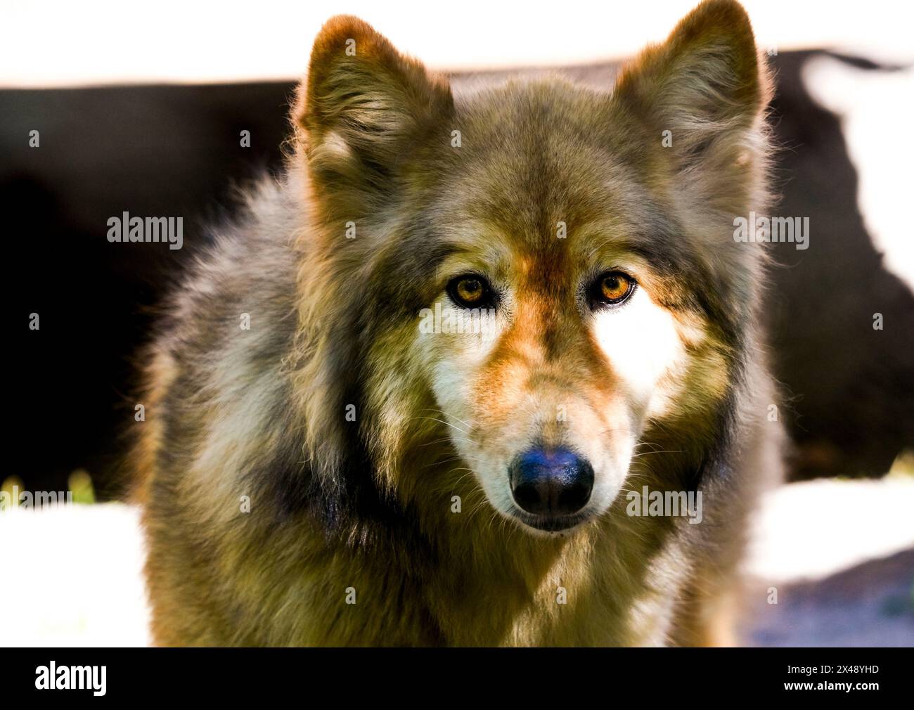 1/29/24, Naples, Florida, United States Wolfdog on display at the Shy ...