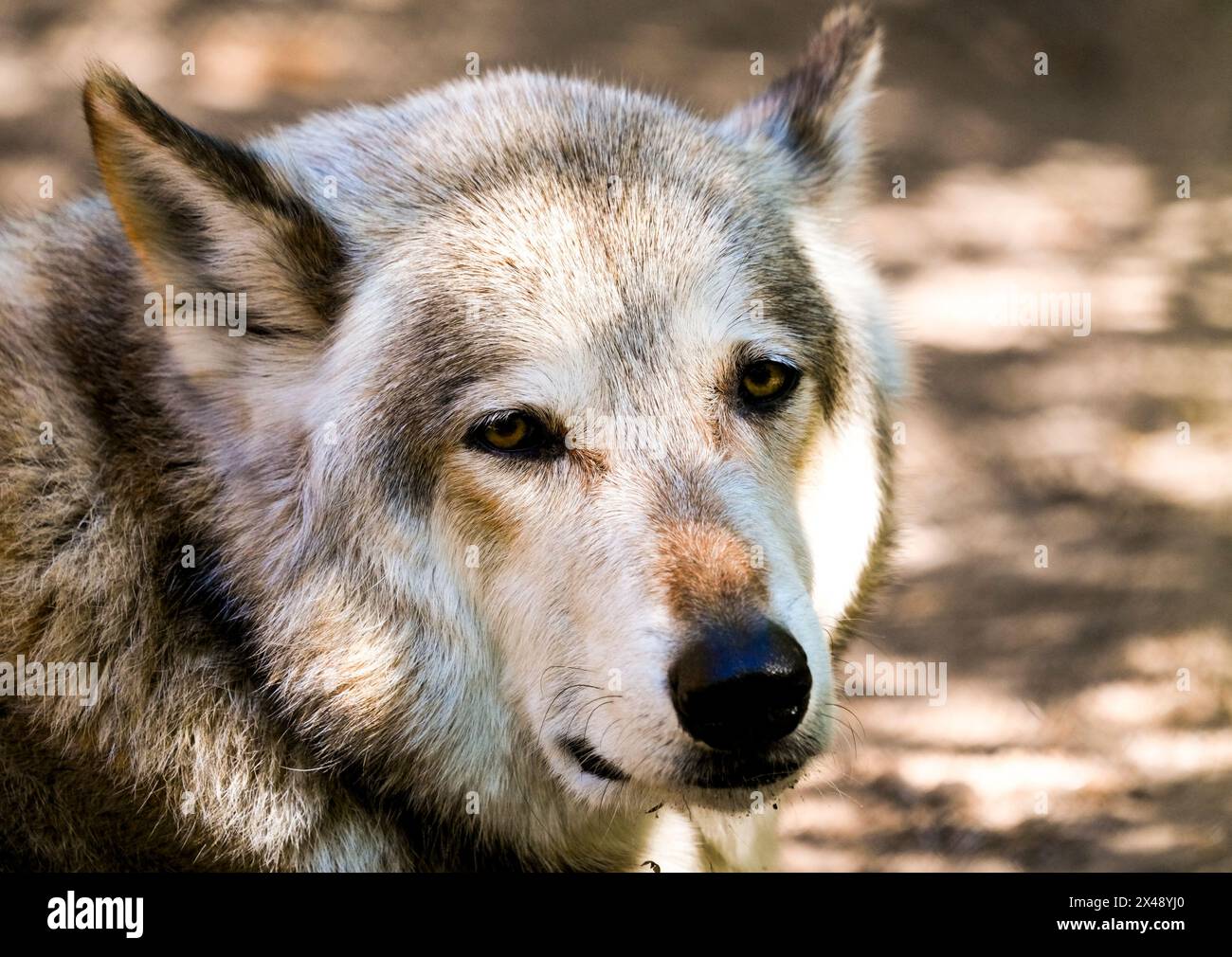 1/29/24, Naples, Florida, United States Wolfdog on display at the Shy ...