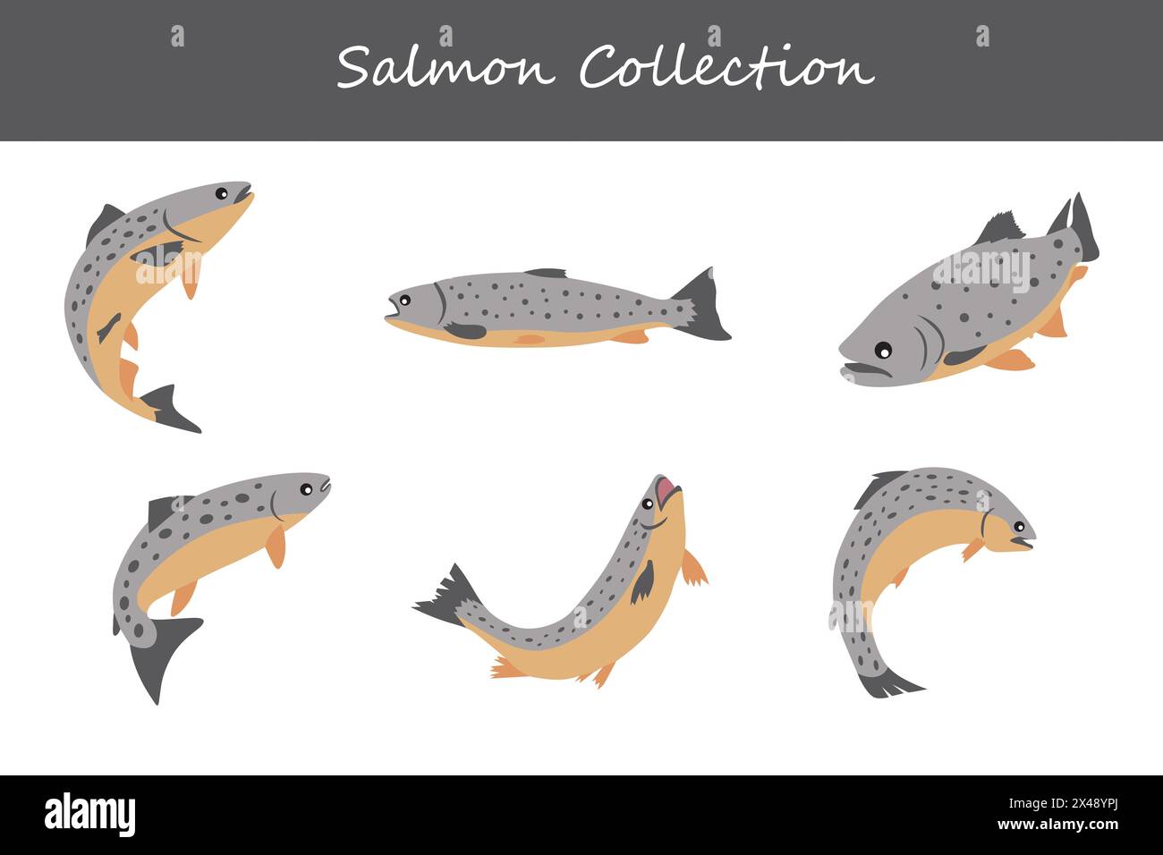 salmon collection. salmon in different poses. Vector illustration Stock ...