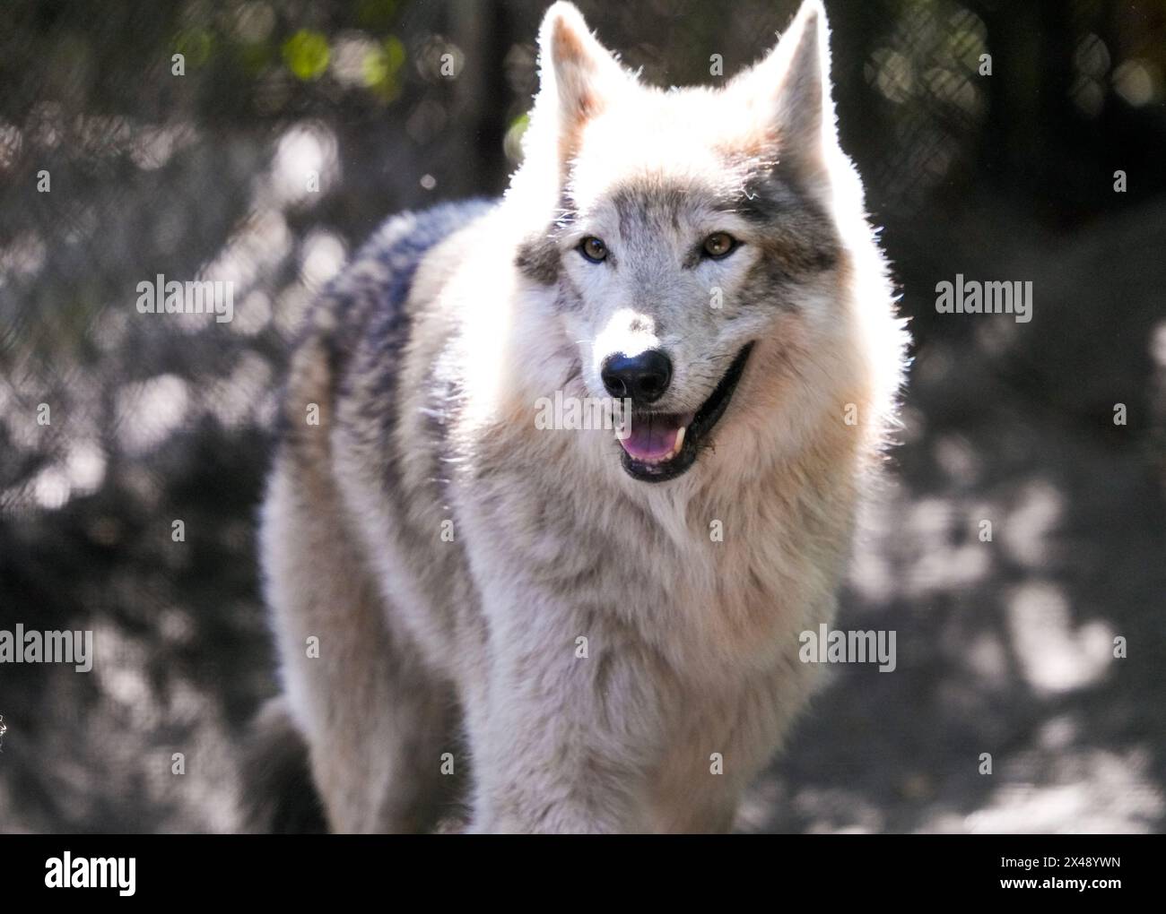 Coyote wolf hybrid hi-res stock photography and images - Alamy