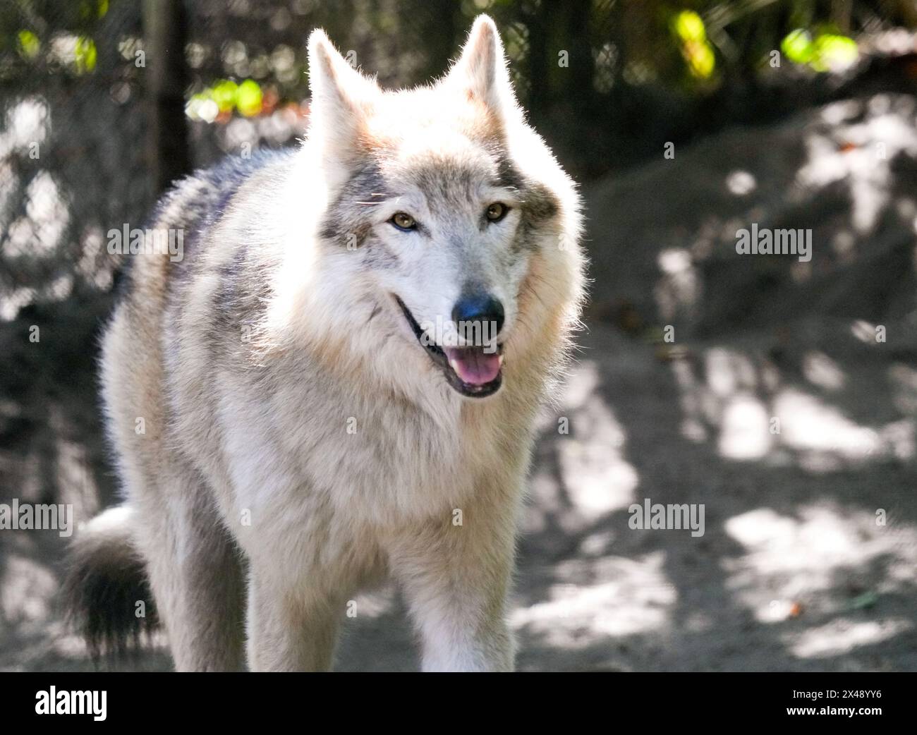 1/29/24, Naples, Florida, United States Coyote on display at the Shy ...