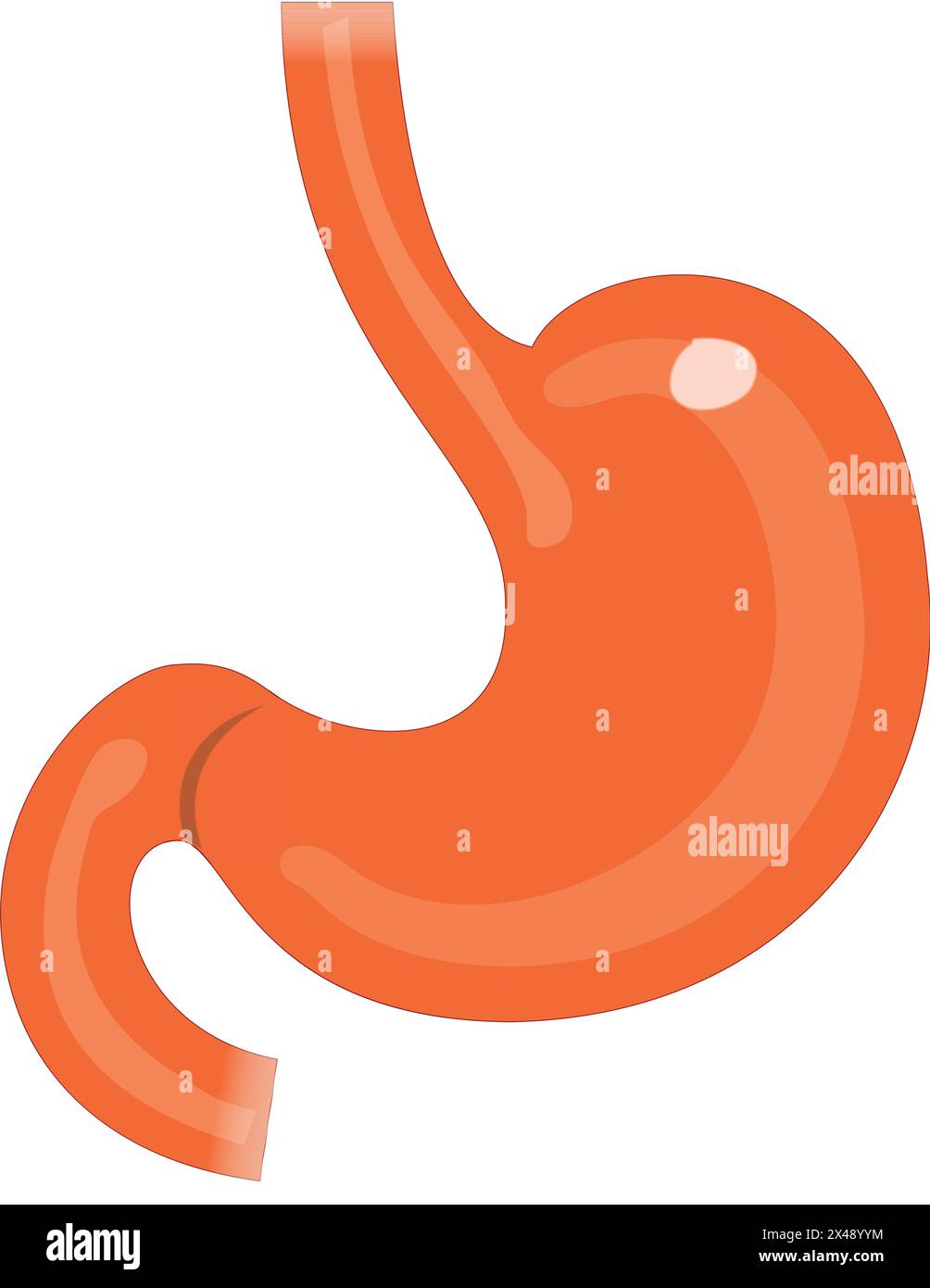 Human body parts medical Stock Vector Images - Alamy