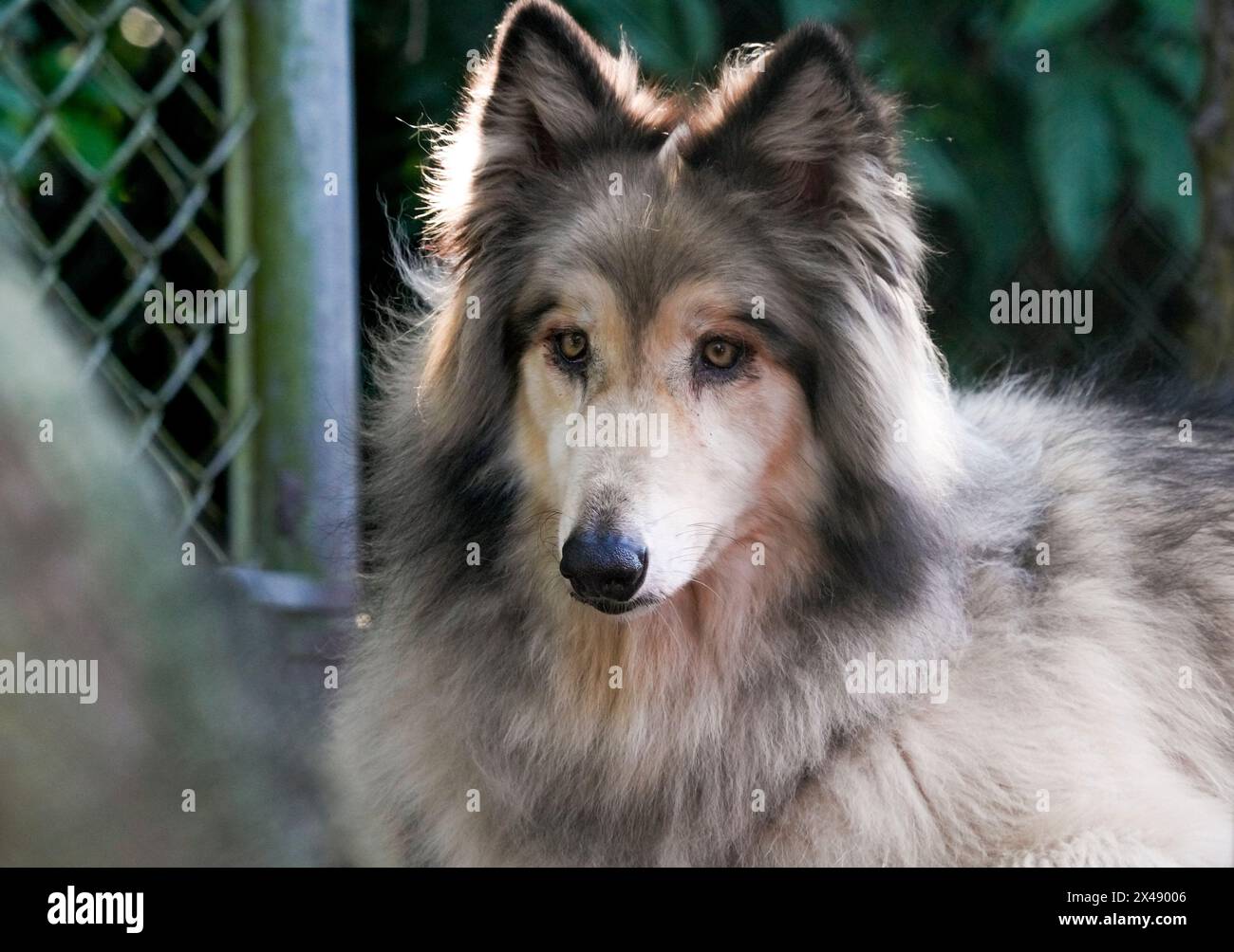 1/29/24, Naples, Florida, United States Wolfdog on display at the Shy ...