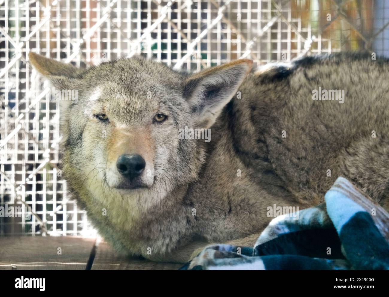 1/29/24, Naples, Florida, United States Wolf on display at the Shy Wolf ...
