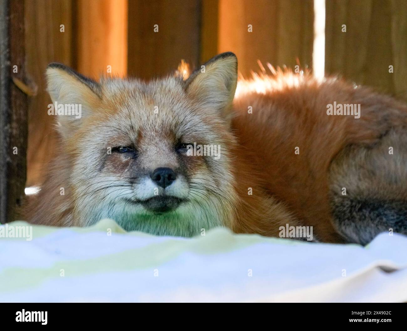 1/29/24, Naples, Florida, United States Red Fox on display at the Shy ...