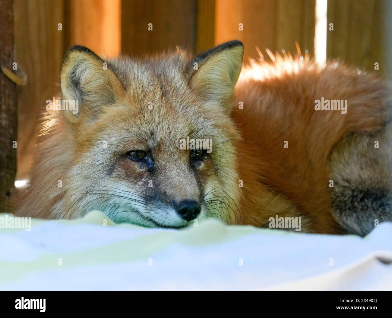 1/29/24, Naples, Florida, United States Red Fox on display at the Shy ...