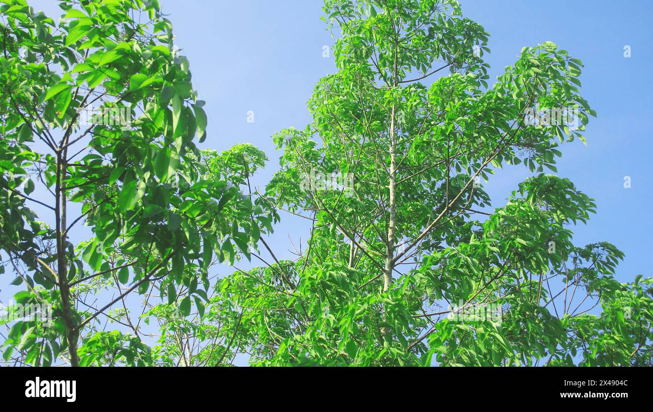 Heave Brasiliansis or old rubber tree with green and lush leaves Stock ...