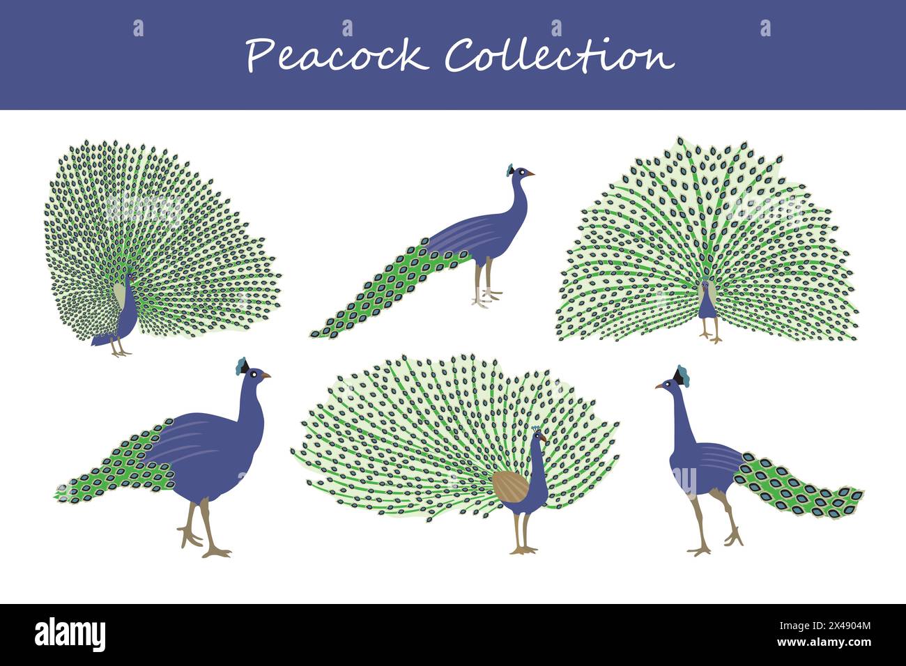 Peacock vector set. Collection of peacock vector illustration Stock ...