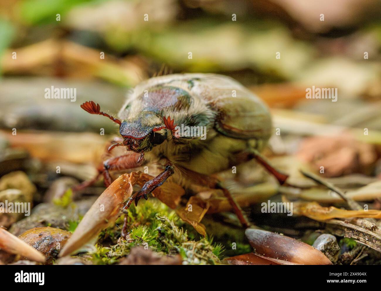 Closeup of an insect, an arthropod organism, a pollinator, adapted to ...