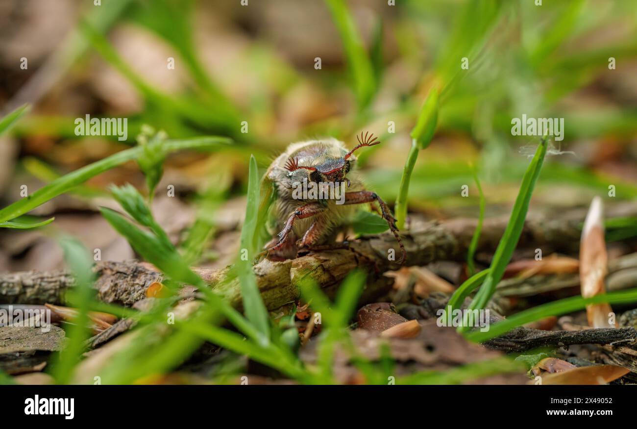 Closeup of an insect, an arthropod organism, a pollinator, adapted to ...