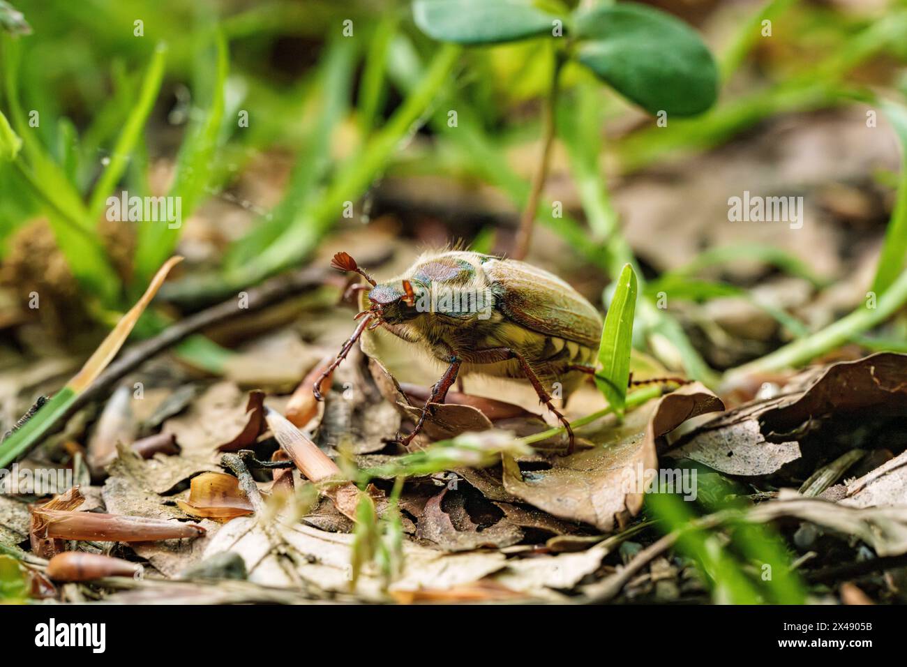 Closeup of an insect, an arthropod organism, a pollinator, adapted to ...