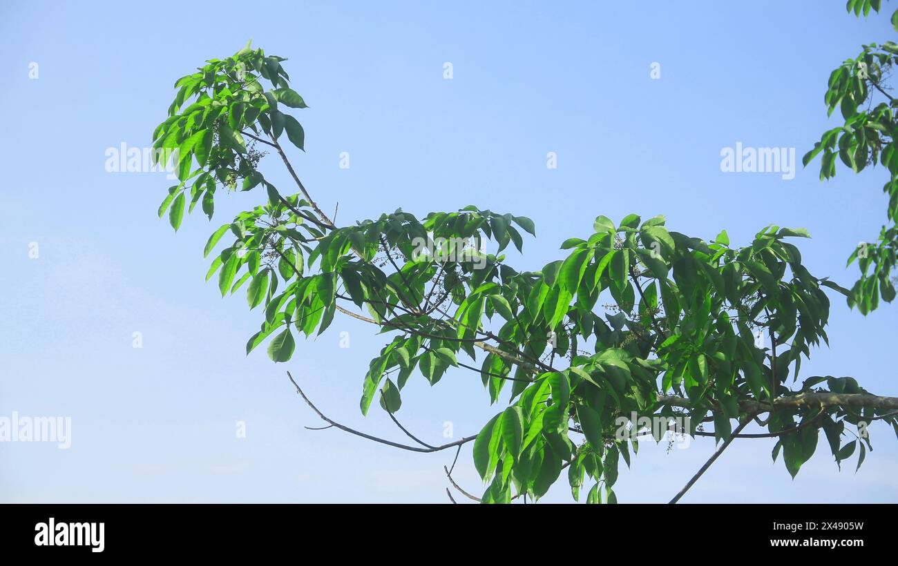 Rubber tree leaves hi-res stock photography and images - Alamy