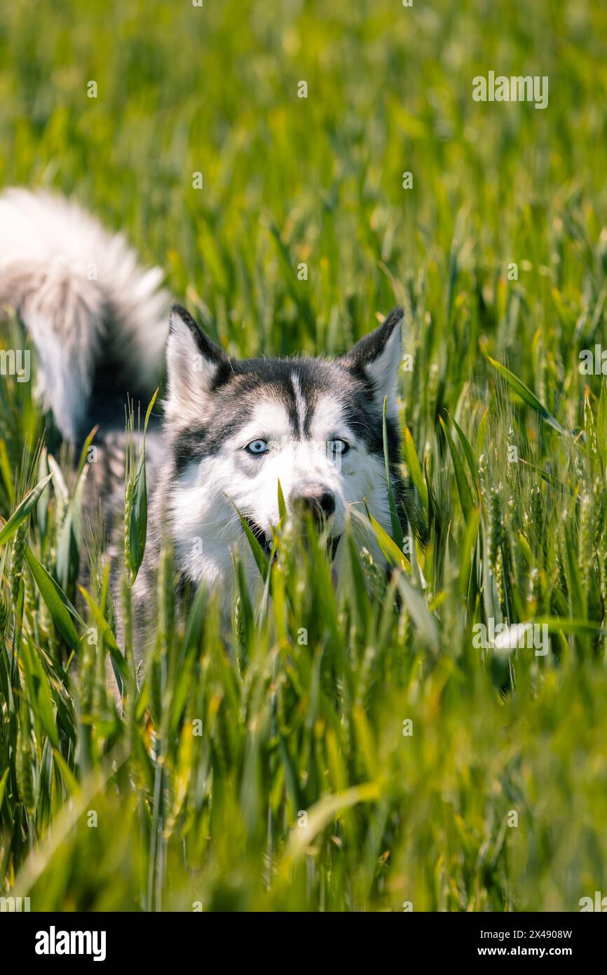 Vertical photo A beautiful Siberian Husky with striking blue eyes ...