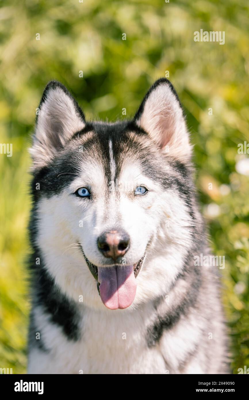 Vertical photo close-up of a joyful Siberian Husky with striking blue ...