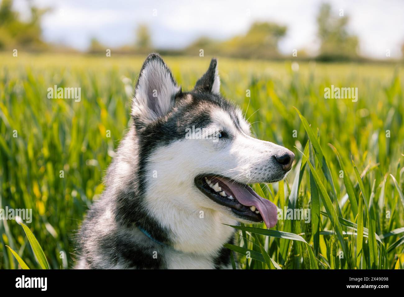 Horizontal photo a joyful Siberian Husky with a lush fur coat lounges ...