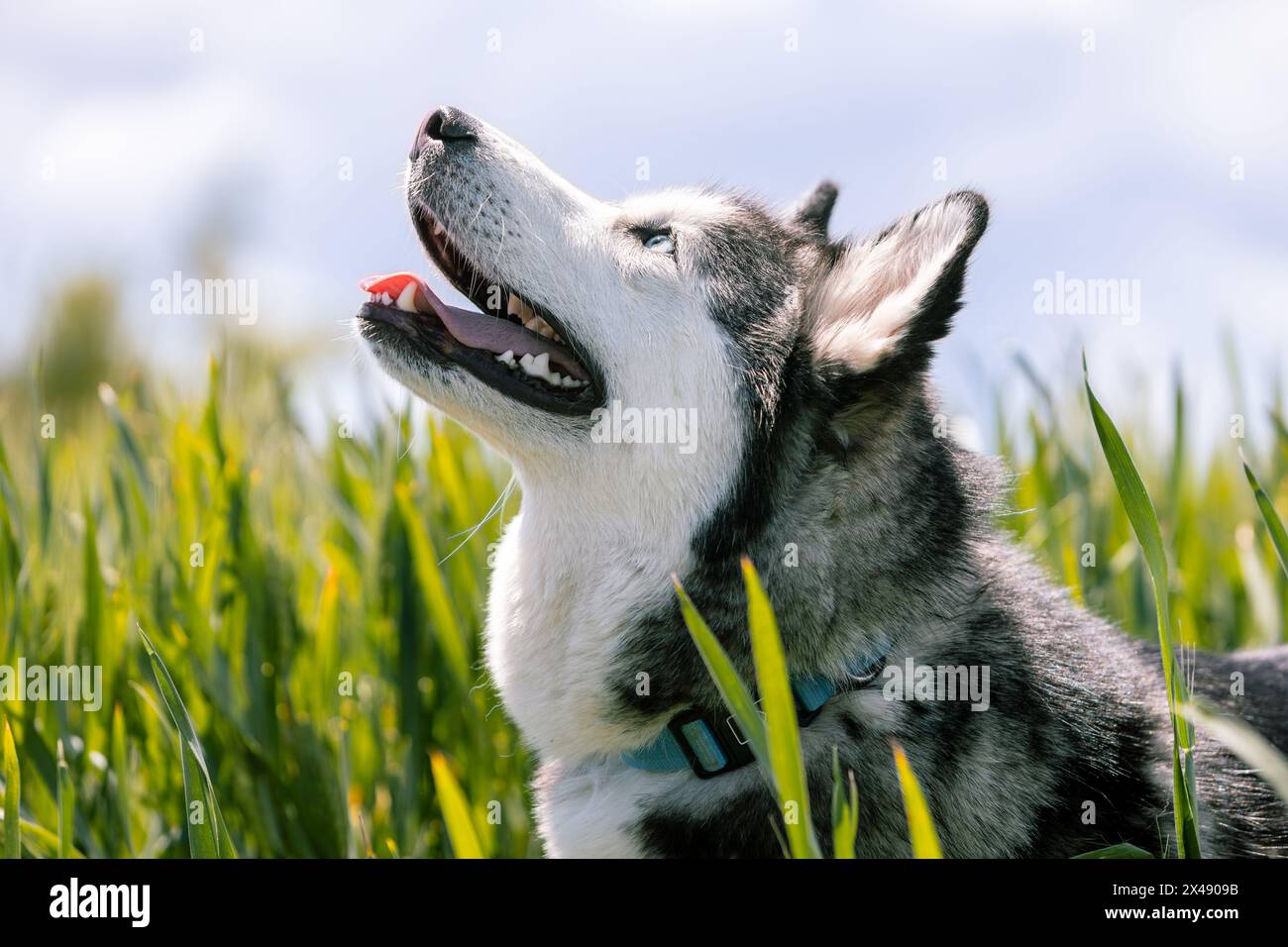 Horizontal photo an uplifting image of a Siberian Husky looking upwards ...