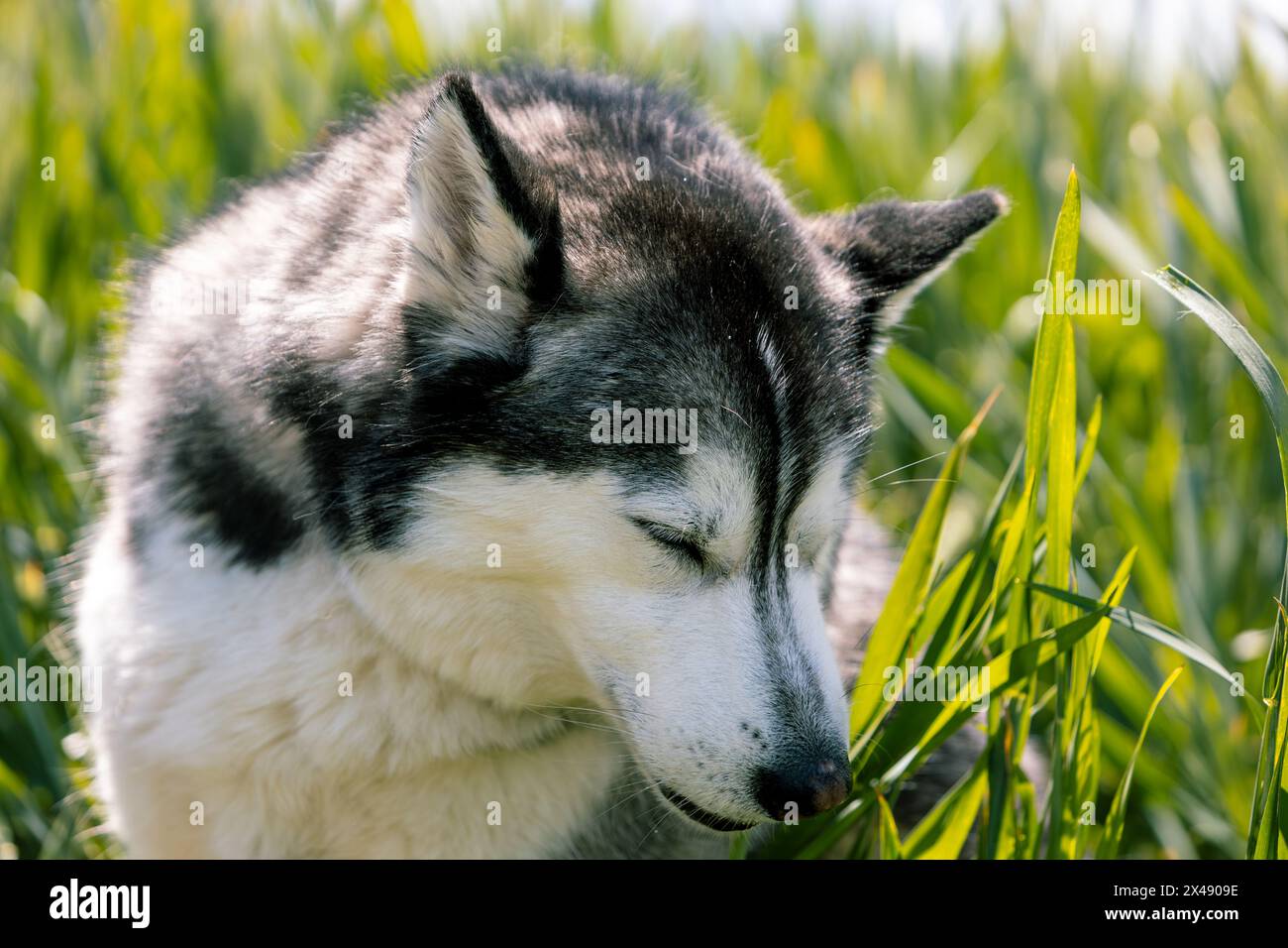 Horizontal photo a serene moment captured as a Siberian Husky closes ...
