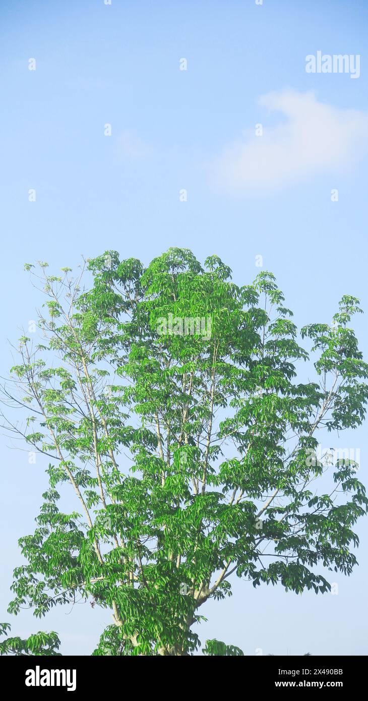 Old rubber plantation hi-res stock photography and images - Alamy