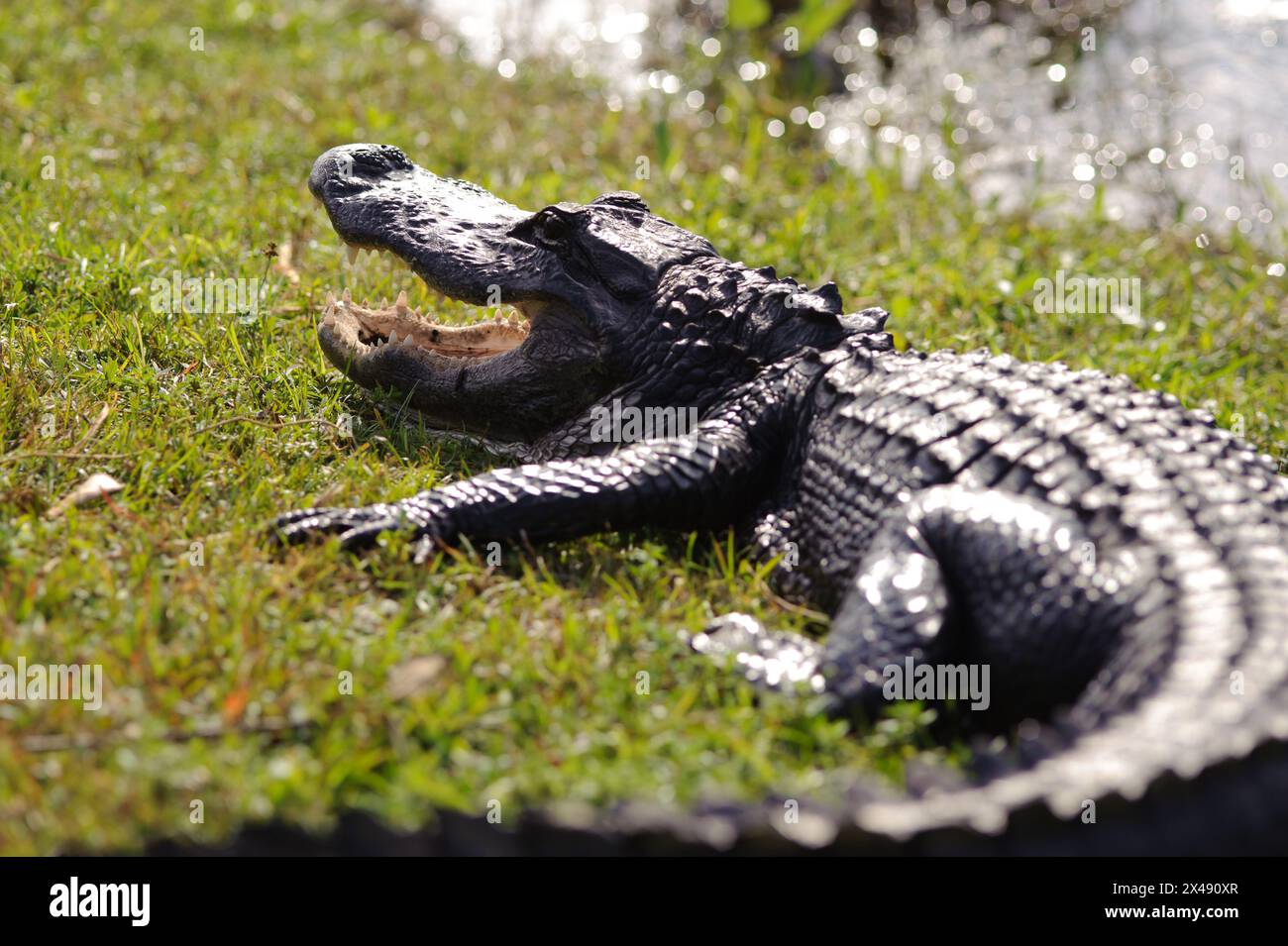 aggressive alligator in Everglades park in Florida Stock Photo - Alamy