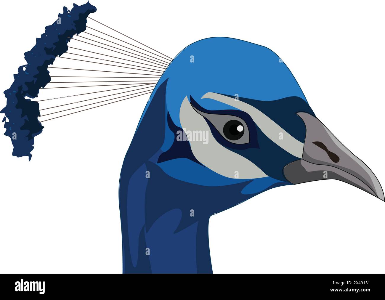 Cute peacock with crest and beak Stock Vector Image & Art - Alamy