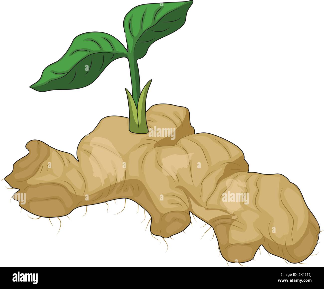 Leaves garlic Stock Vector Images - Alamy