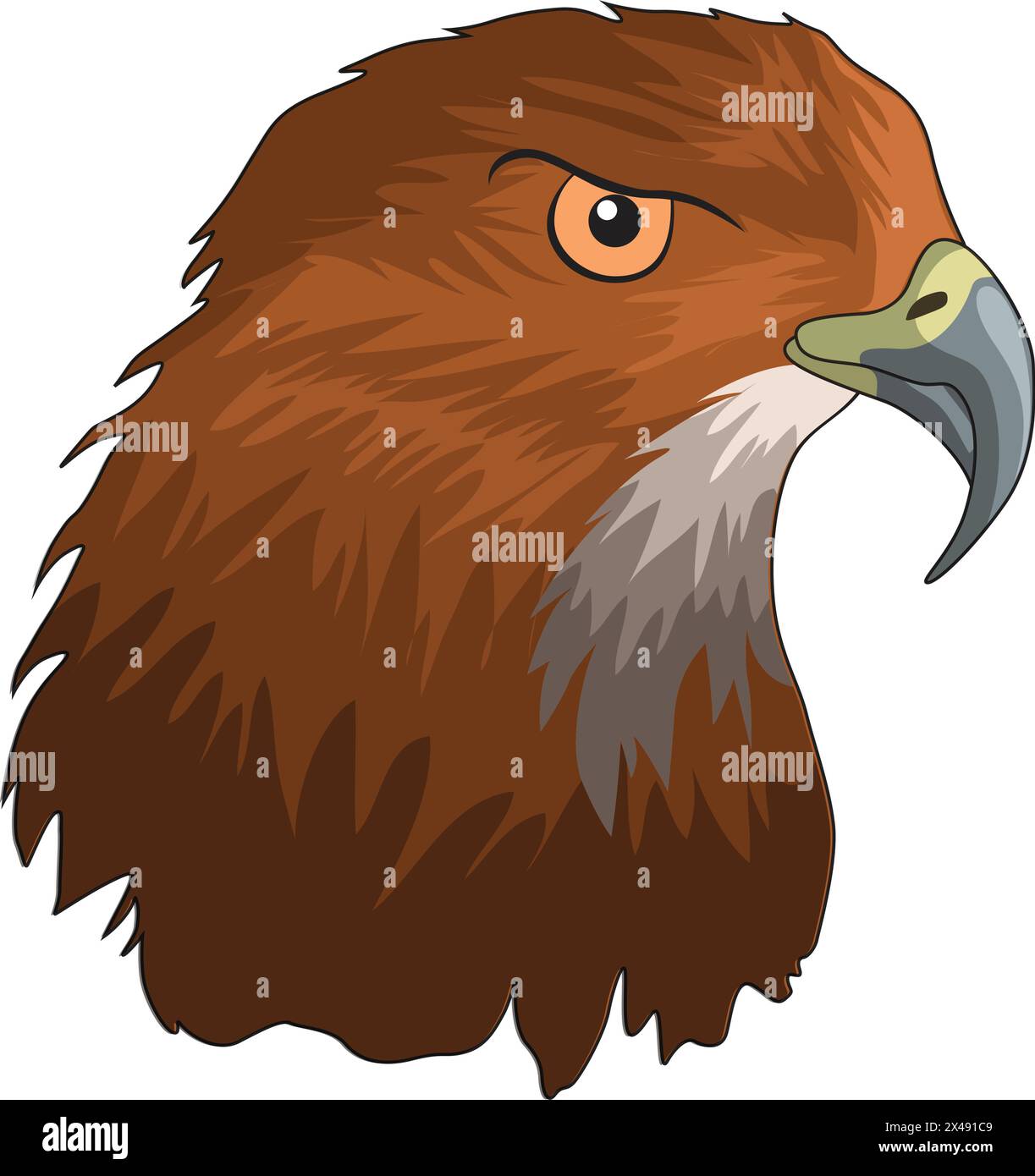 Cartoon bald american eagle Stock Vector Images - Alamy