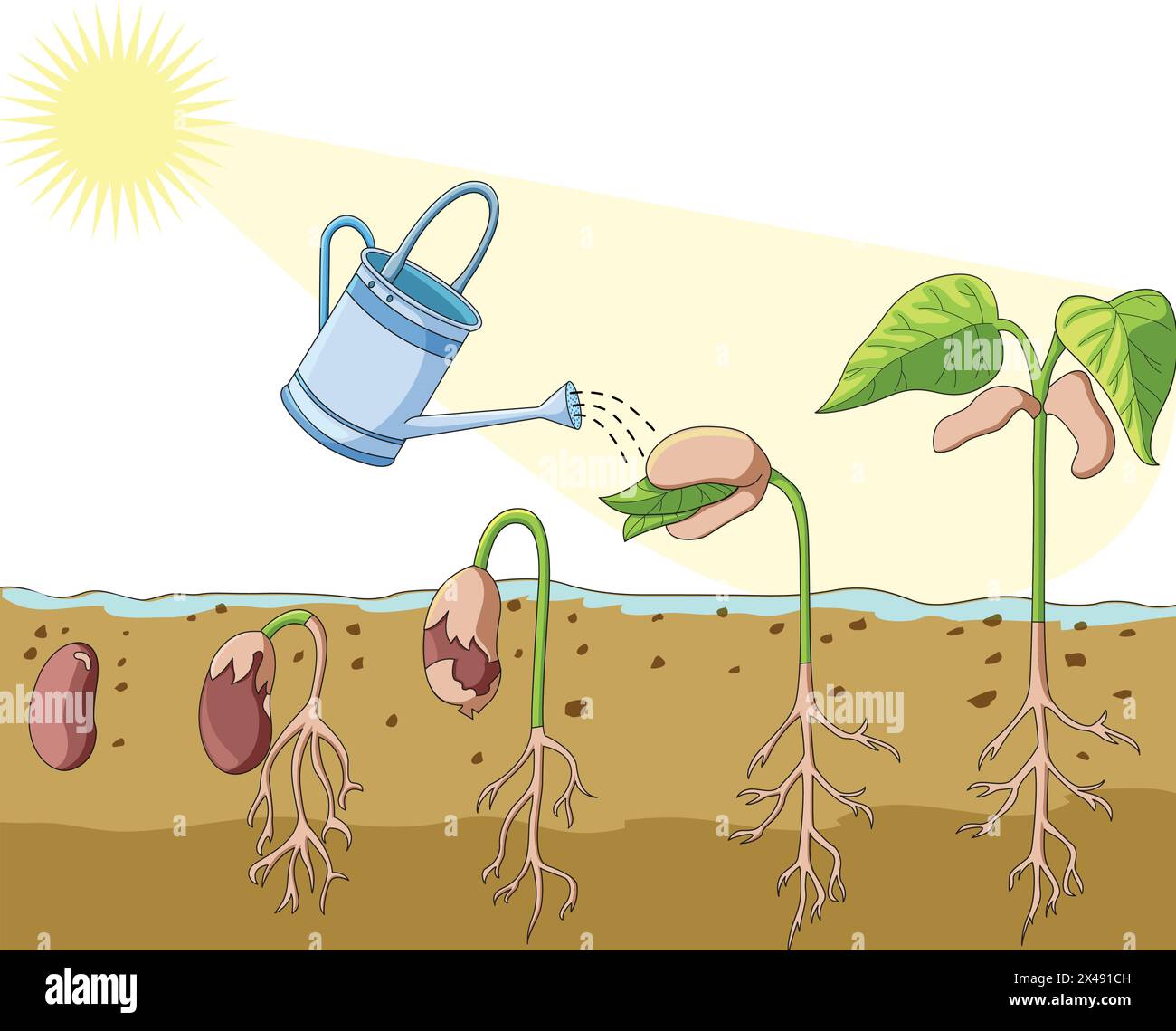 Germination of plant seed with the help of sunlight and water Stock Vector Image & Art - Alamy
