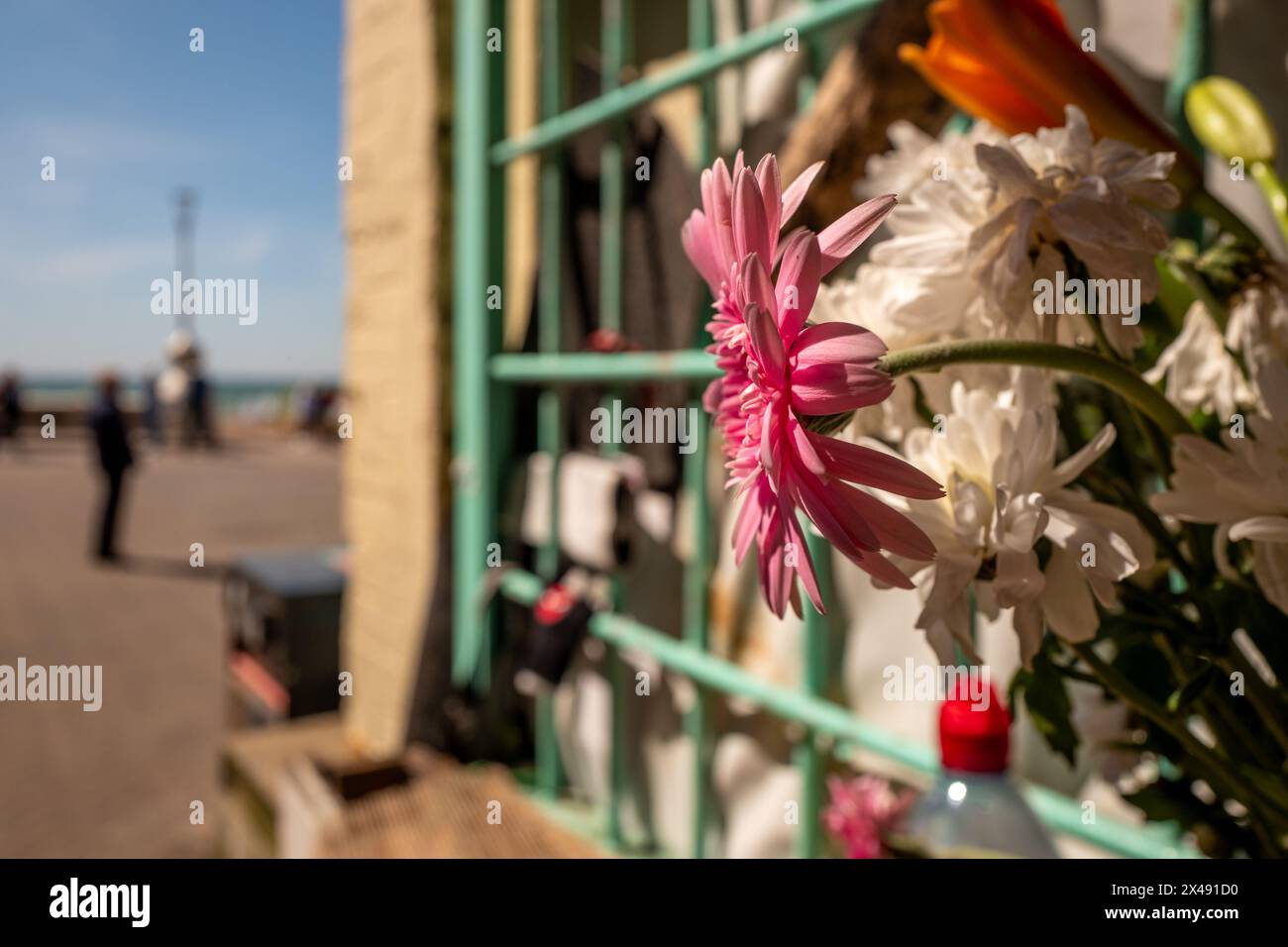 Brighton, April 19th 2024: A flower on the seafront Stock Photo - Alamy
