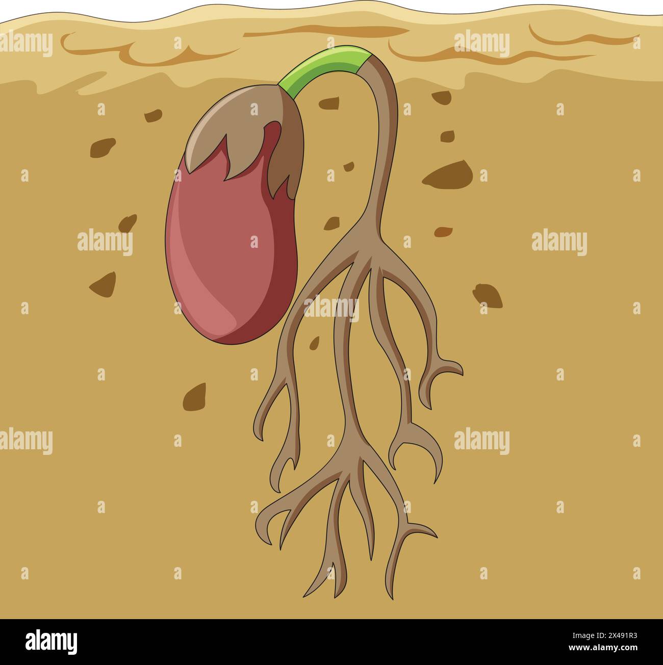 Seed under leaf Stock Vector Images - Alamy