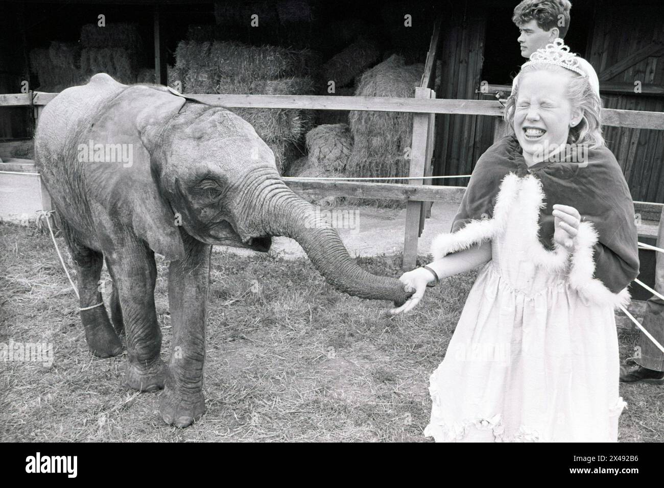 Shocked carnival queen meets a baby elephant hi-res stock photography ...