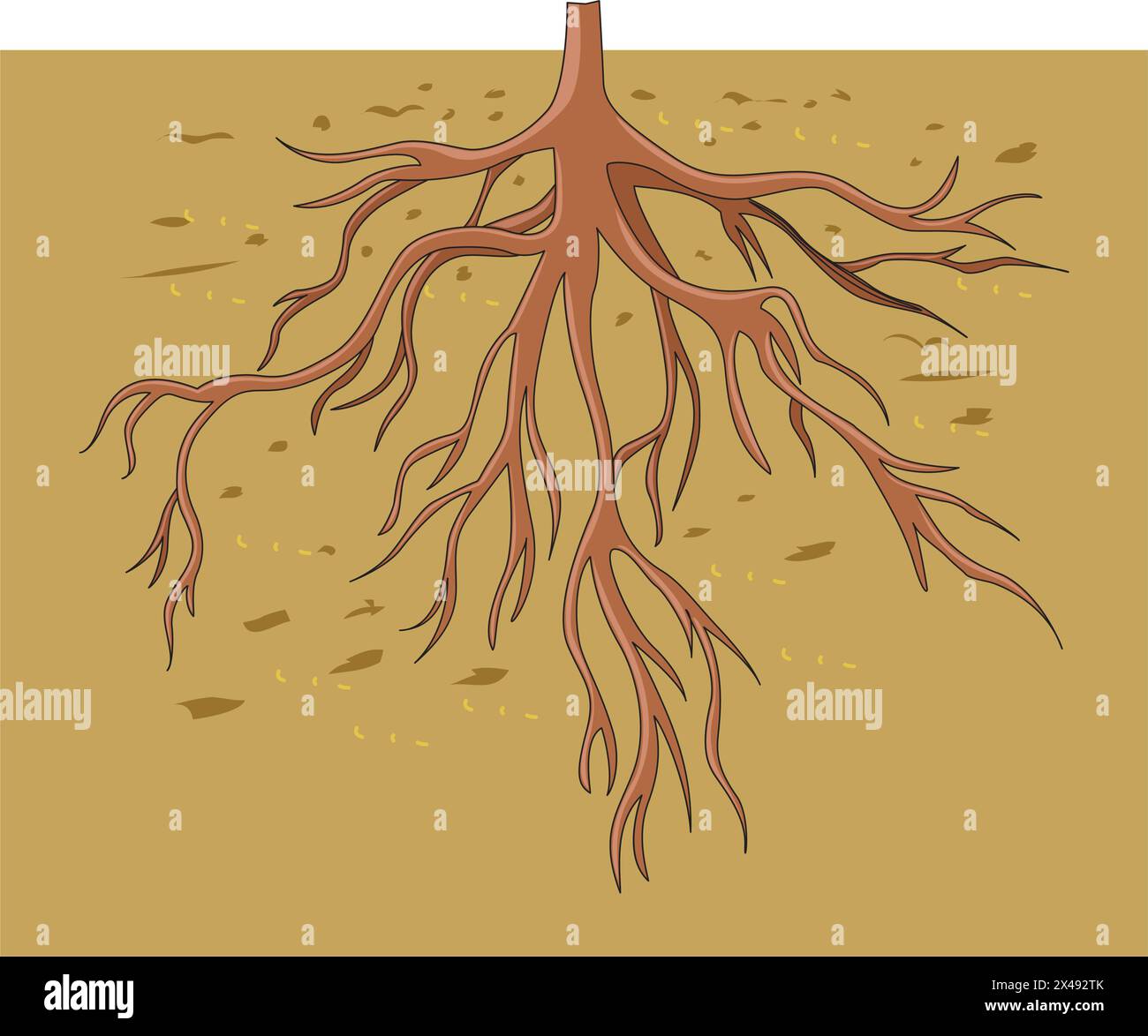 Tree biology root system hi-res stock photography and images - Alamy