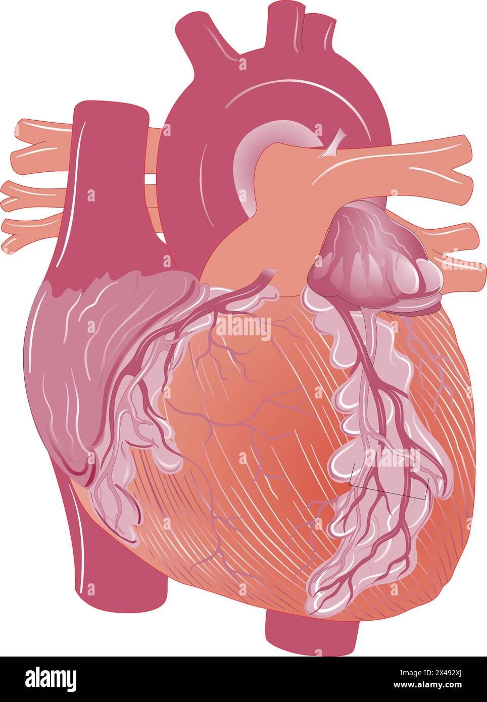 Structure of human heart Stock Vector Image & Art - Alamy