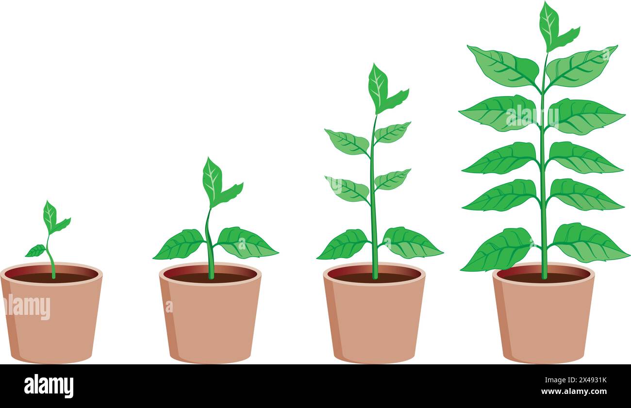 Stages of plant growth Stock Vector Image & Art - Alamy