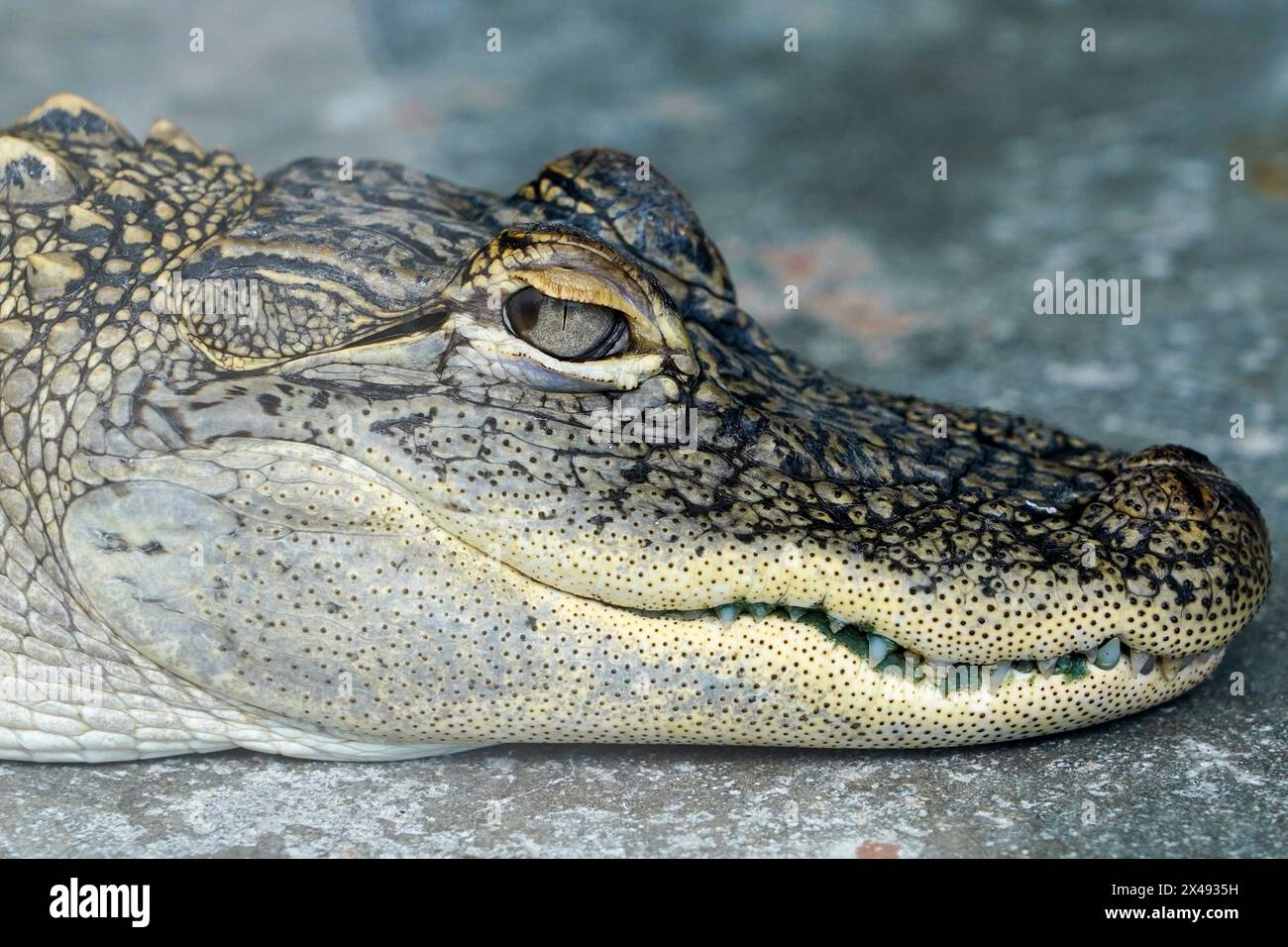4/17/24, Everglades City, Florida, United States American alligator ...