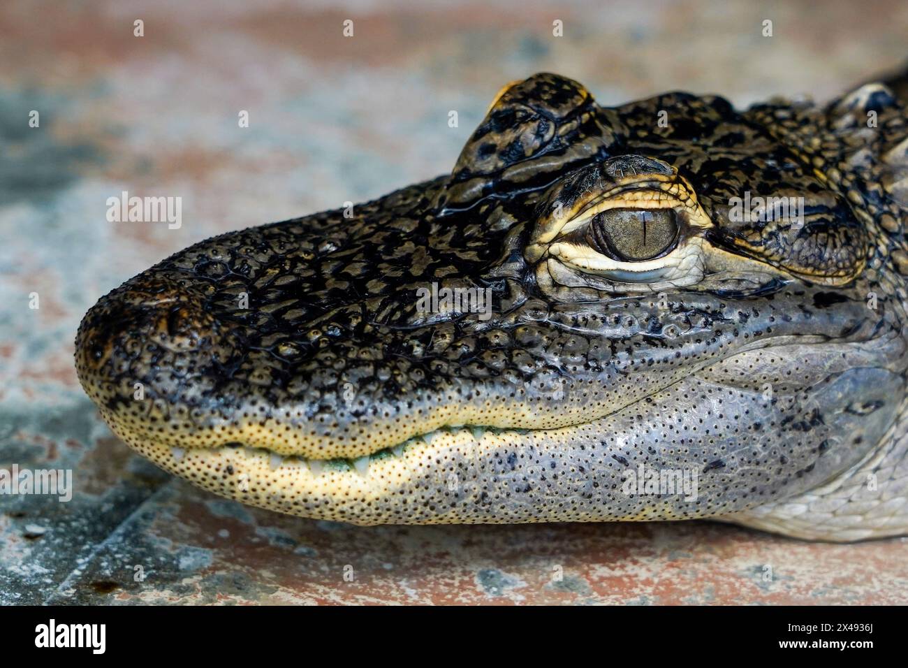 4/17/24, Everglades City, Florida, United States American alligator ...