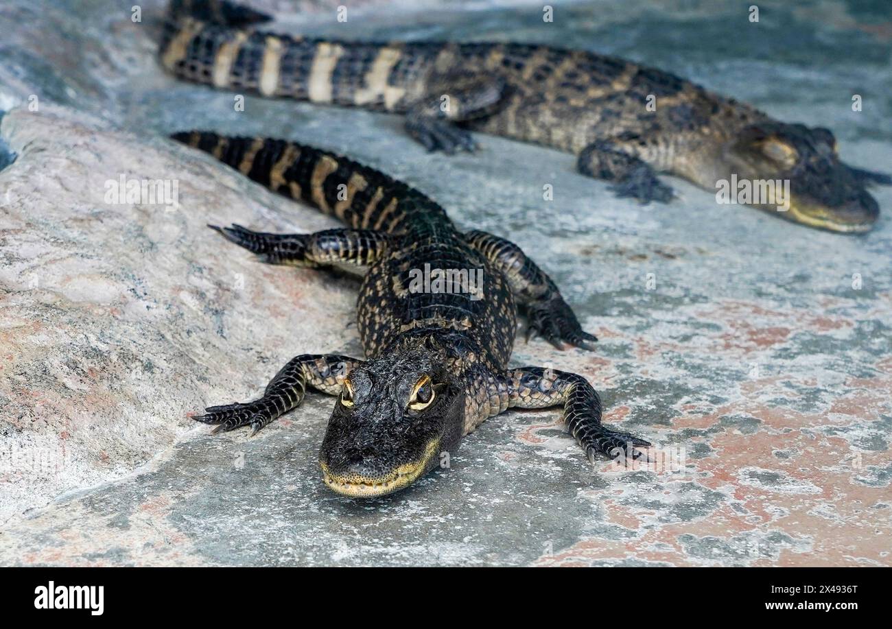 4/17/24, Everglades City, Florida, United States American alligator ...