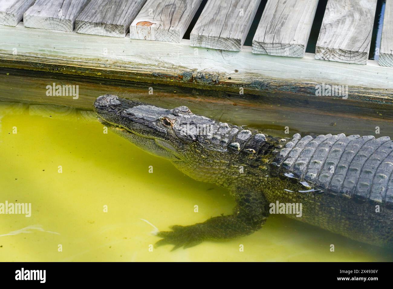 4/17/24, Everglades City, Florida, United States American alligator ...