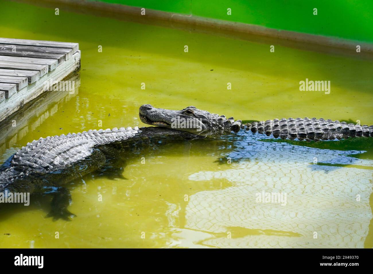 4/17/24, Everglades City, Florida, United States American alligator ...