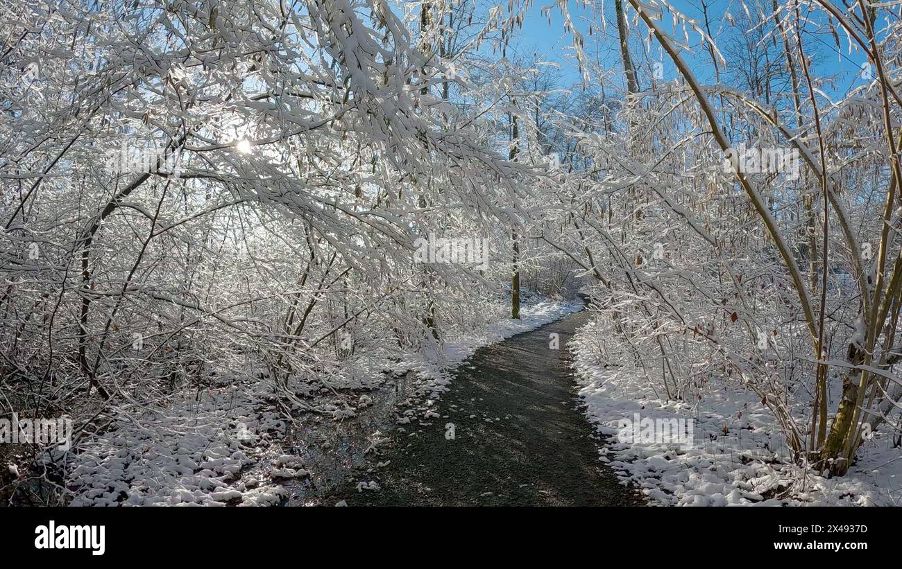 slow motion footage winter scene in a forest with melting snow falling ...