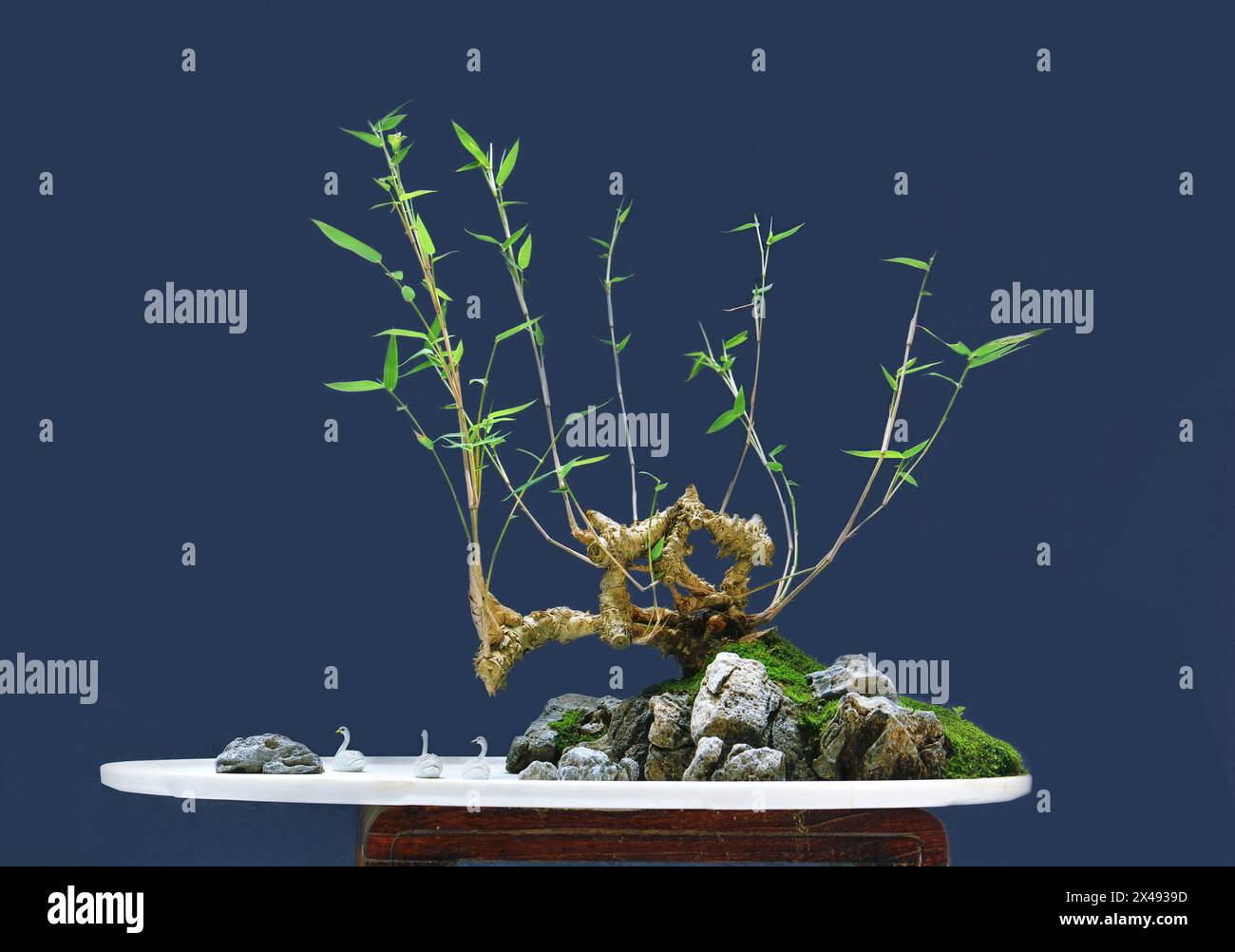 (240501) -- CHENGDU, May 1, 2024 (Xinhua) -- This undated file photo ...