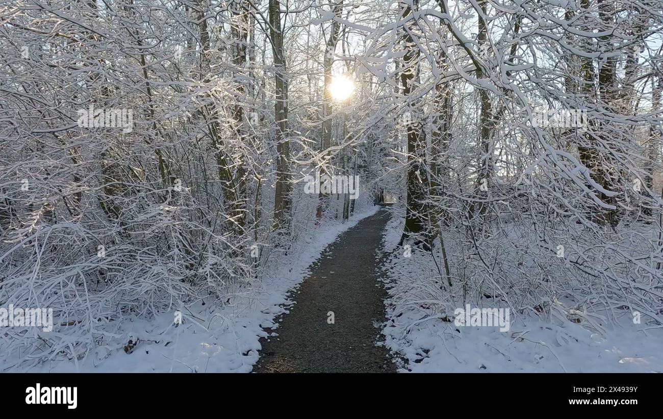 slow motion footage winter scene in a forest with melting snow falling ...