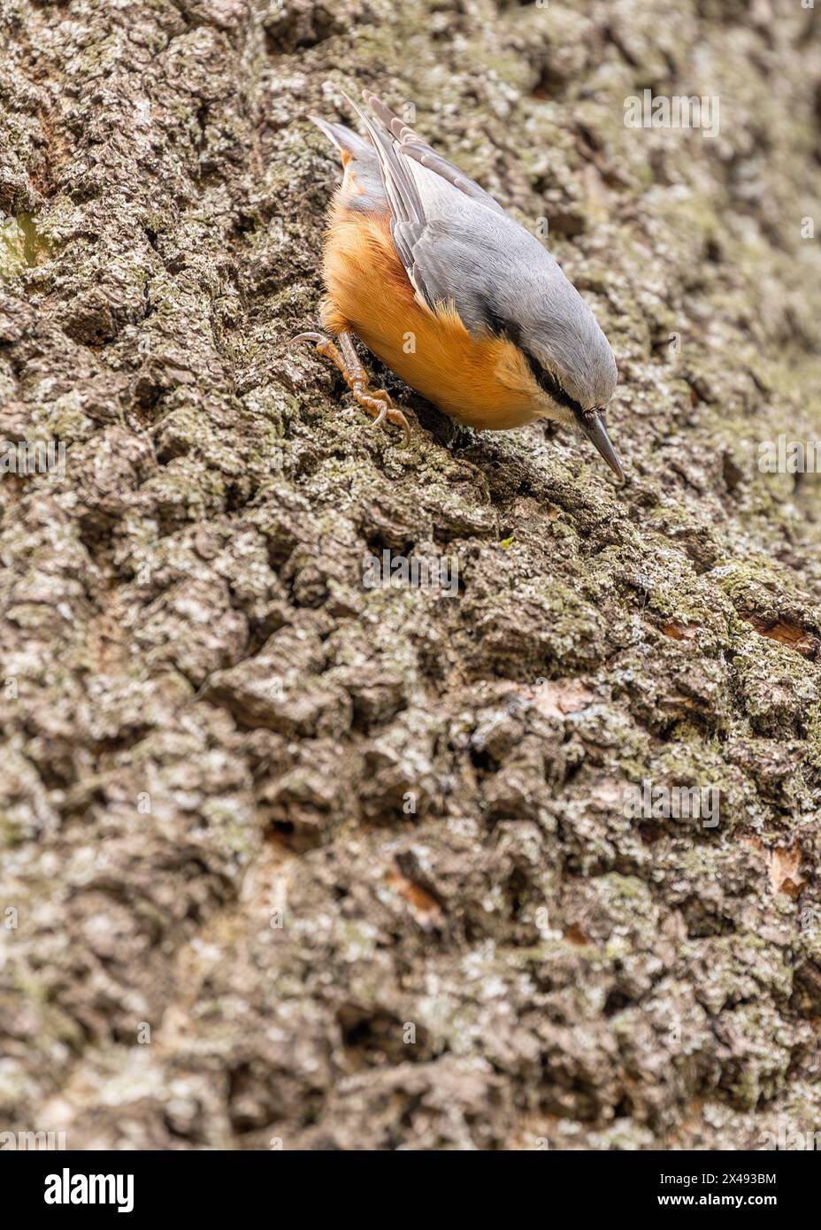 Compact songbird with blue-grey back & rusty patch. Expert climber ...