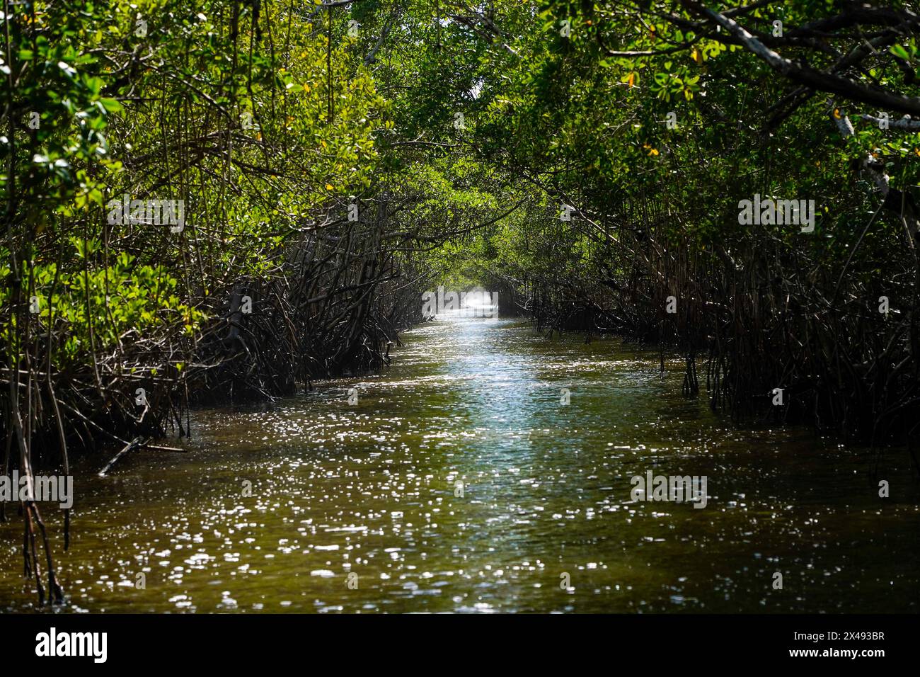 4/17/24, Everglades City, Florida, United States View of mangroves in ...