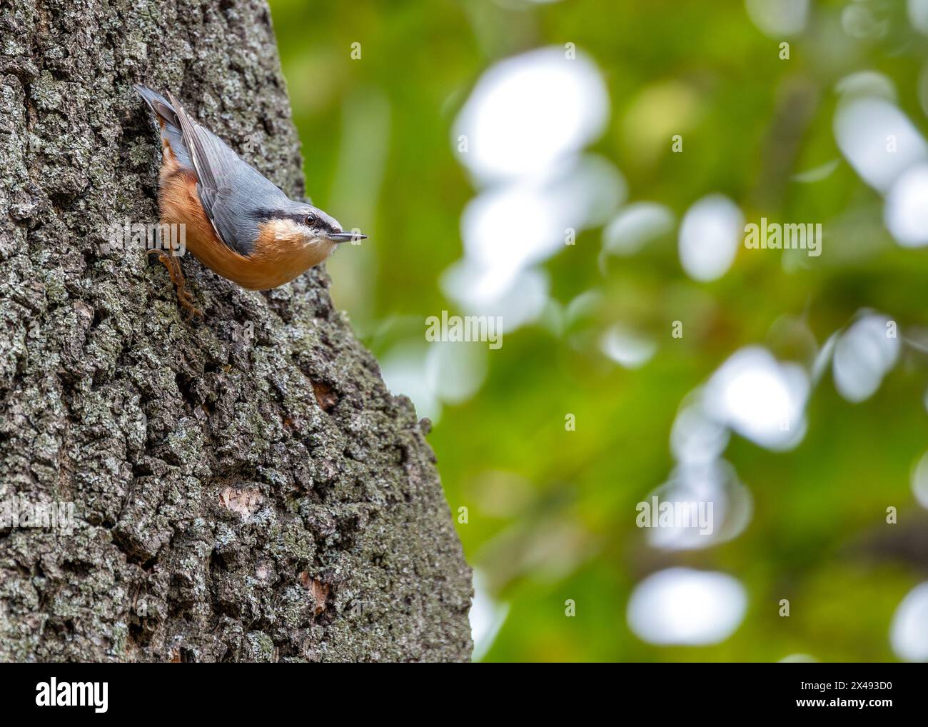 Compact songbird with blue-grey back & rusty patch. Expert climber ...