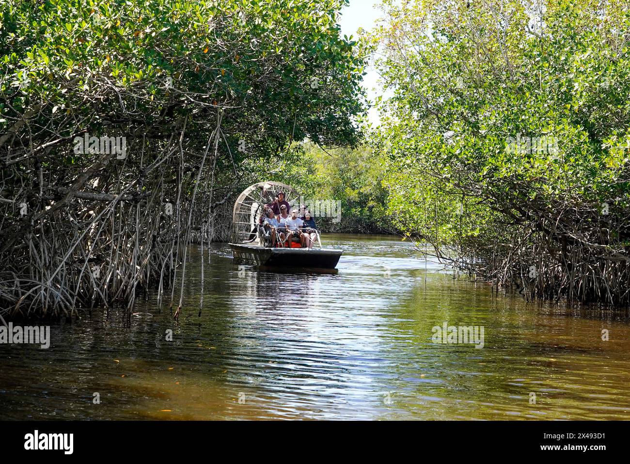 4/17/24, Everglades City, Florida, United States View of mangroves in ...