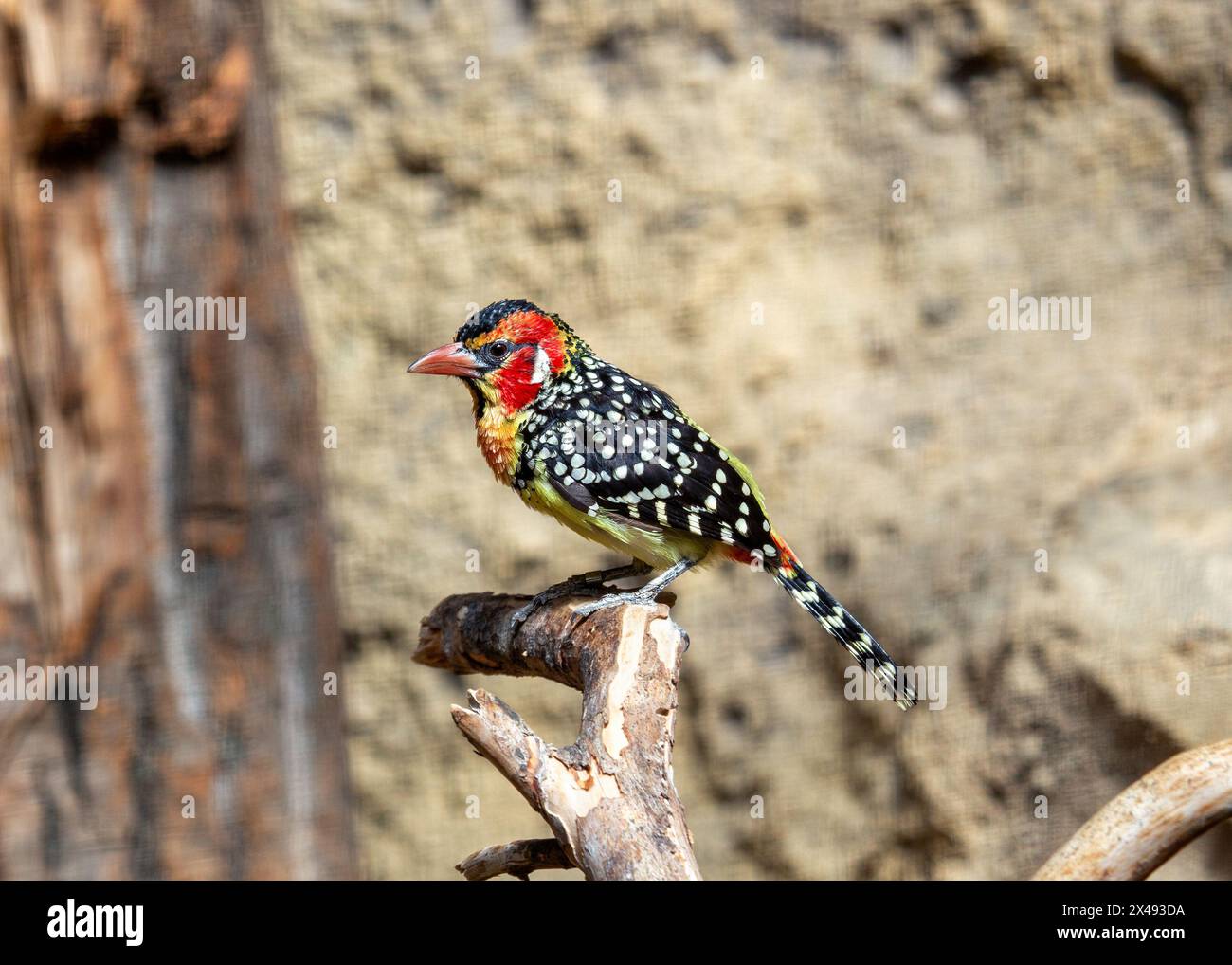 Striking barbet with red head, yellow chest, and black markings. Found ...