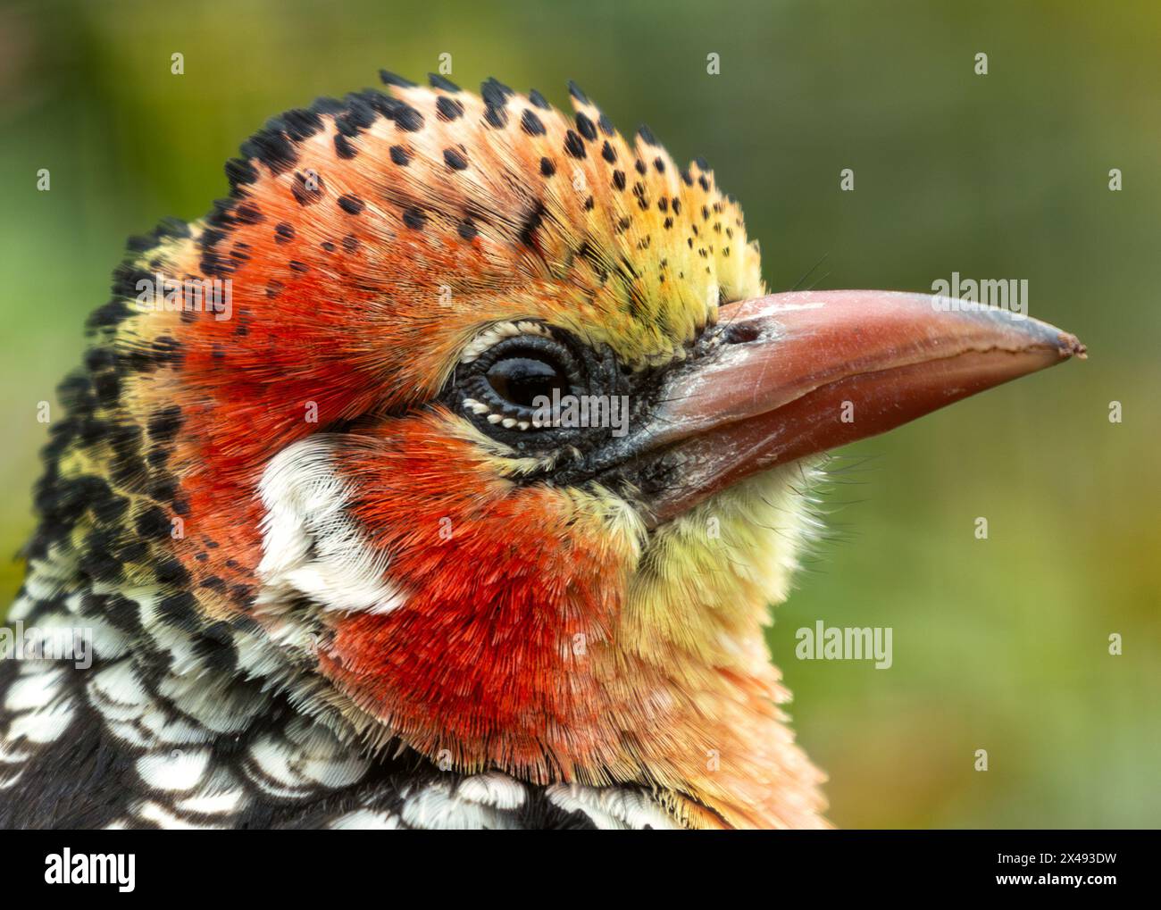 Striking barbet with red head, yellow chest, and black markings. Found ...