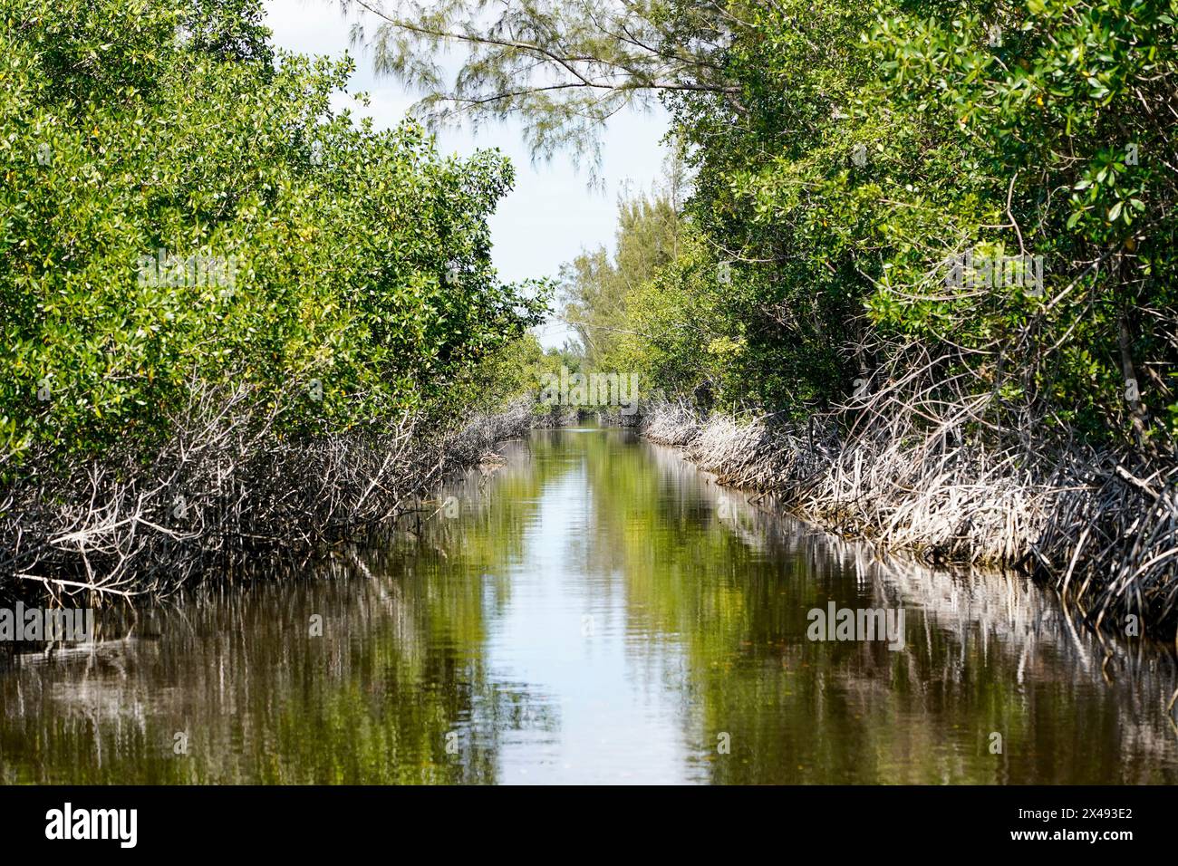 4/17/24, Everglades City, Florida, United States View of mangroves in ...