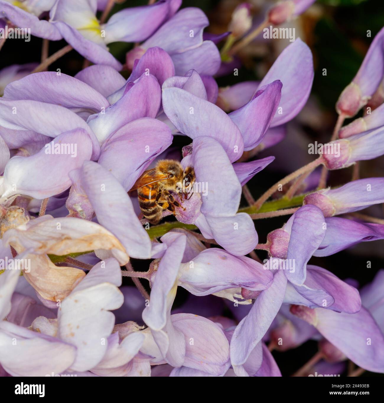Bee (Apis mellifera, family: Apidae) on wisteria flowers (Wisteria sp ...